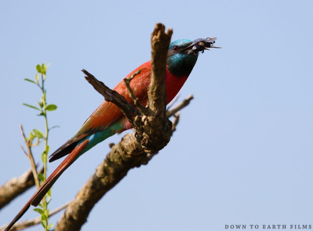 Bird Watching Safari in Rwanda, Rwanda Birding Safaris, Rwanda Safari