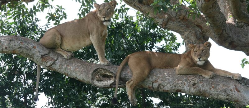 Queen Elizabeth National Park Tree Climbing Lions - Acacia Safaris