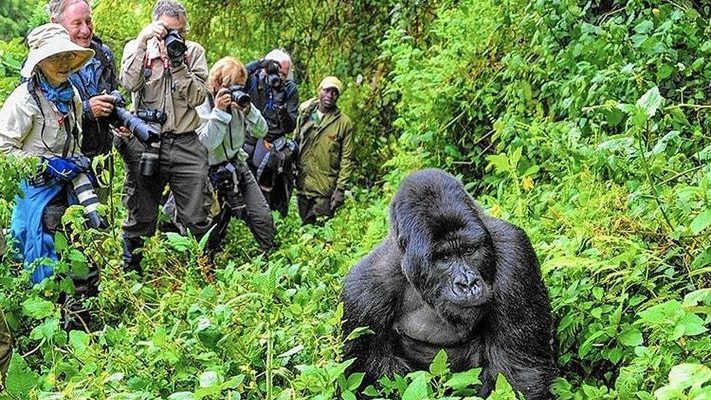 Why Mountain Gorillas are Important to the ecosystem - Acacia Safaris