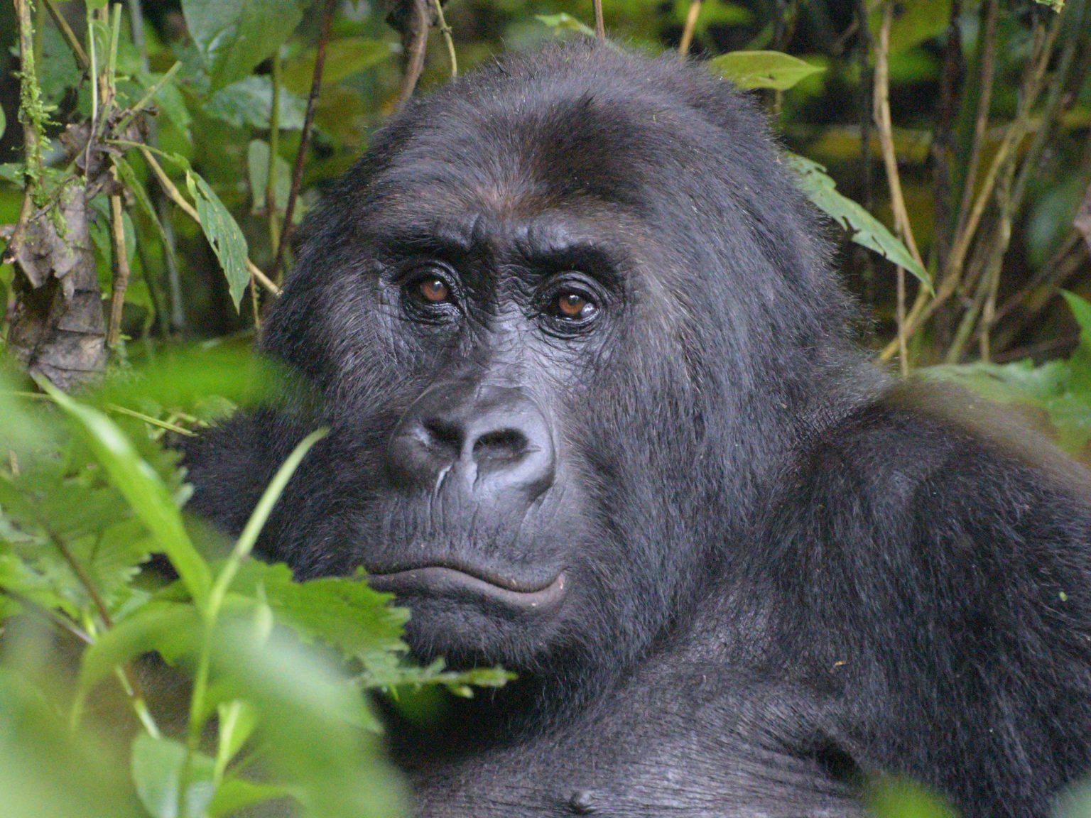 Safari Uganda | (Ultimate) Uganda Safari Discovery Tours 2023/24