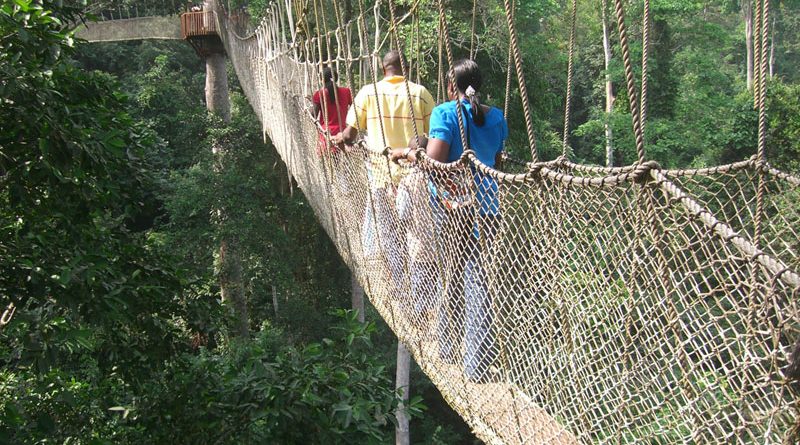 Nyungwe Canopy Walk Rwanda - Acacia Safaris Uganda