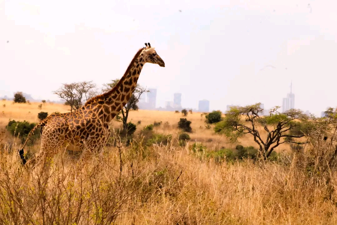 Nairobi National Park - Wildlife safari tours in Kenya -Acacia Safari