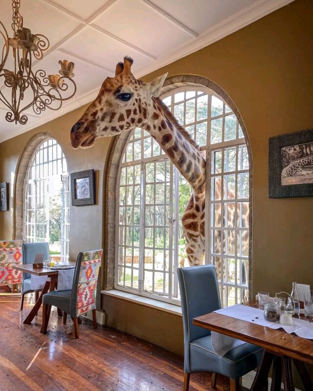 Giraffe Manor Nairobi - Luxury Kenya Safaris -Acacia Safaris