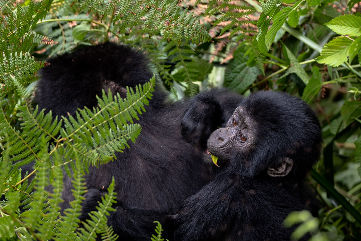 Great Primates Uganda Safari - 7 Days, 6 Nights Uganda Holiday