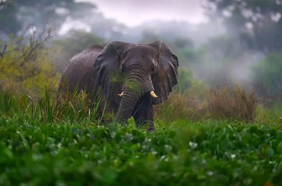 Elephant tracking in Akagera (Elephant Viewing in Rwanda)