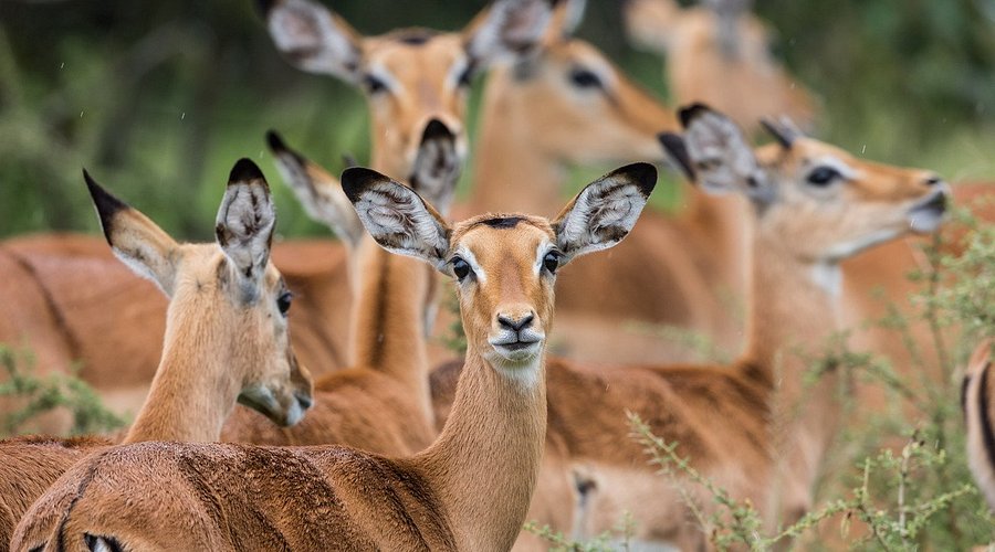 Antelope viewing in Akagera Plains (Wildlife safaris in Rwanda)